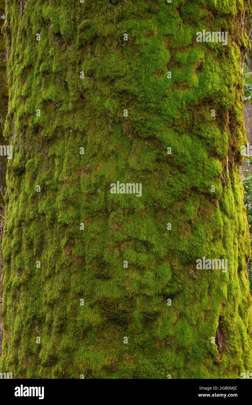 a exterior picture of an Pacific Northwest forest withheld growth Big ...