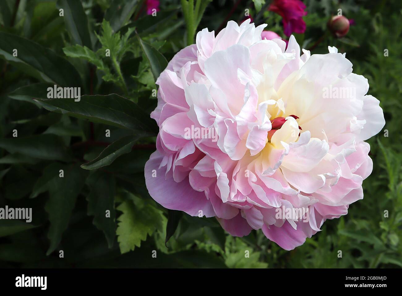 Paeonia Peaches and Cream peony flowered Peony Peaches and Cream ...