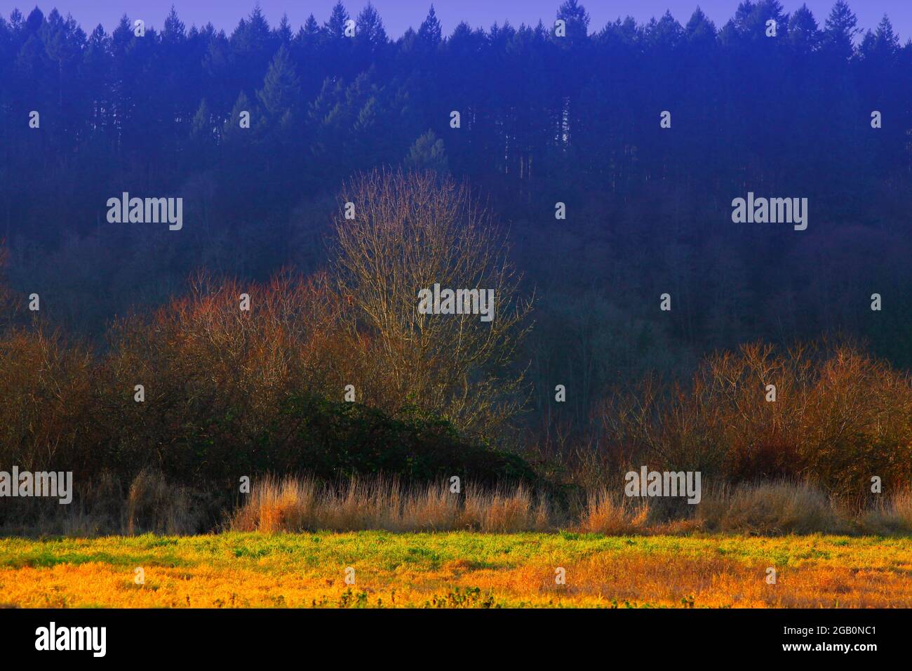 a exterior picture of an Pacific Northwest wetlands and Red willow ...
