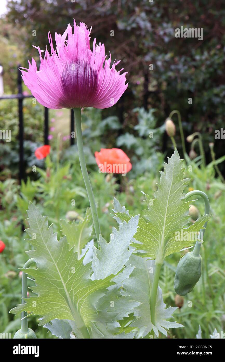 Opium poppy jimi hendrix hi-res stock photography and images - Alamy