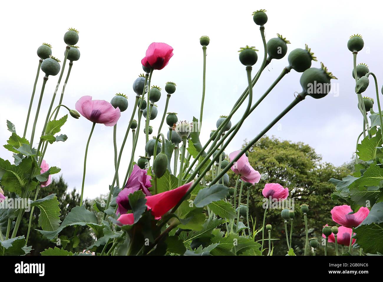 Papaver somniferum single lilac hi-res stock photography and images - Alamy