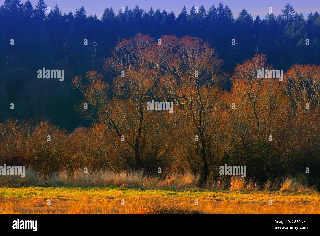 a exterior picture of an Pacific Northwest wetlands forest of Red ...