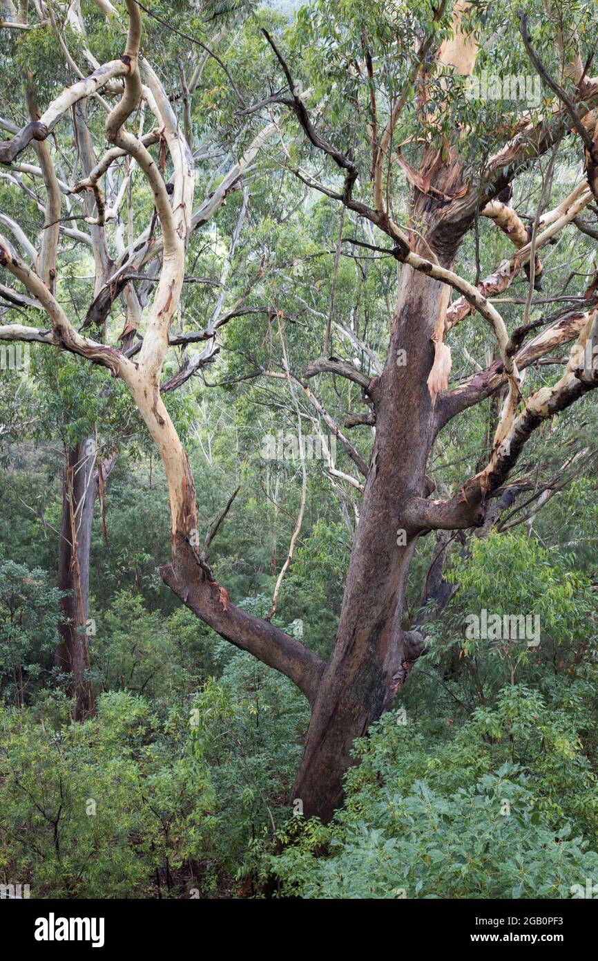 Distinct tree hi-res stock photography and images - Alamy