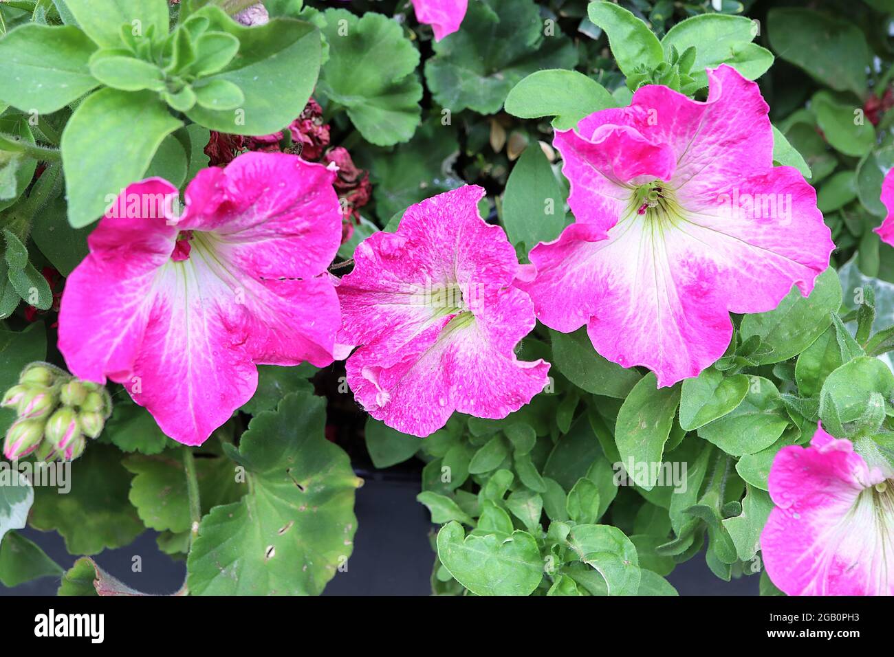 Petunia fanfare rose rim hi-res stock photography and images - Alamy