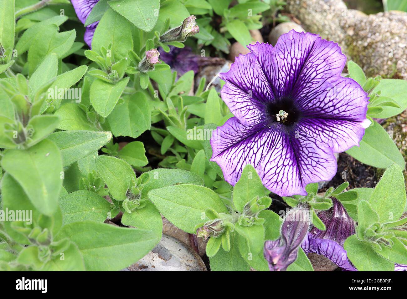 Petunia ray purple vein hi-res stock photography and images - Alamy