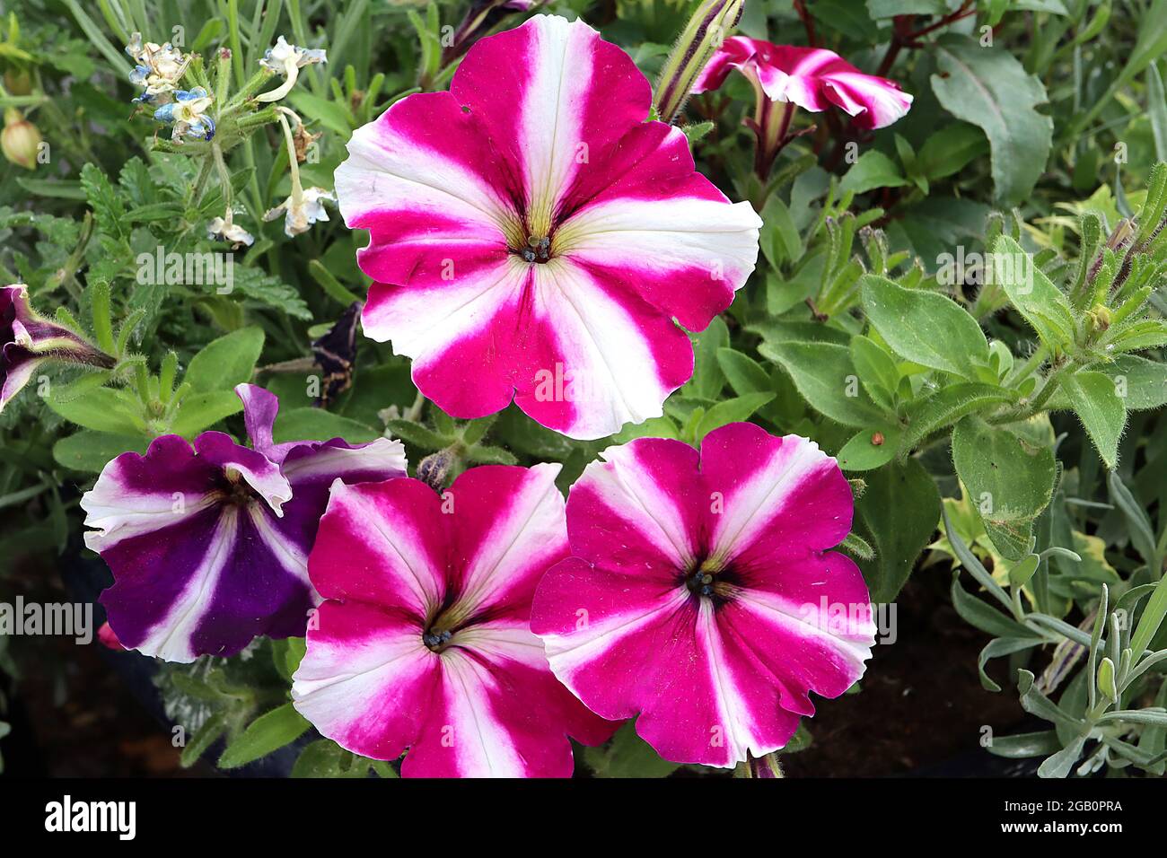 Petunia ultra rose star hi-res stock photography and images - Alamy