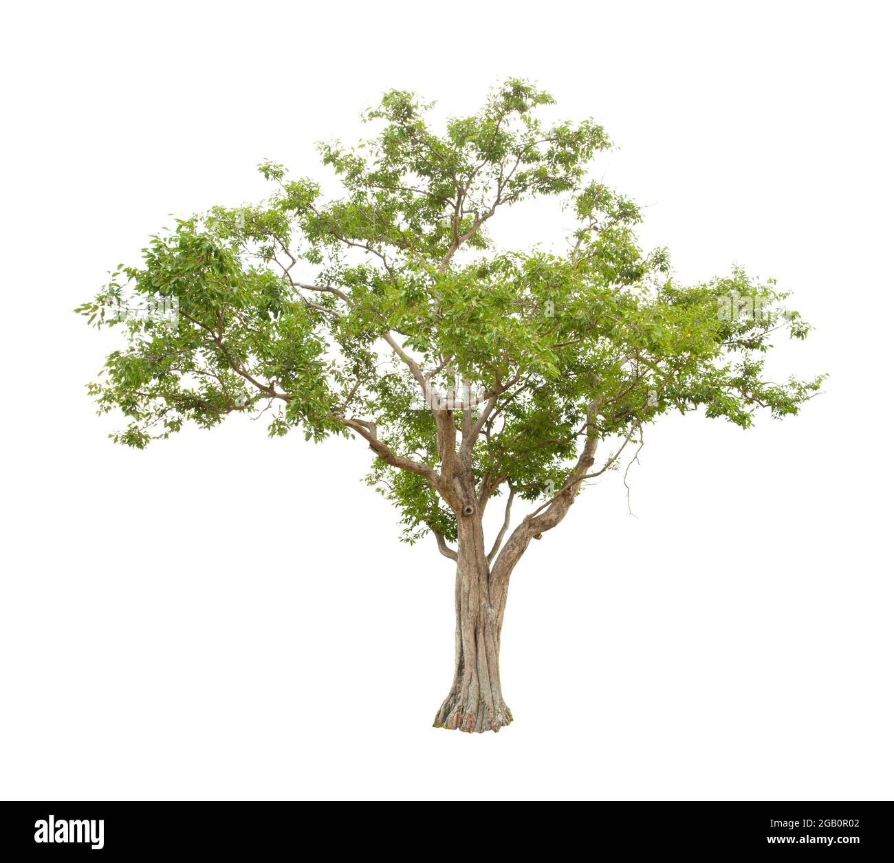 The freshness big green tree isolated on white background Stock Photo ...