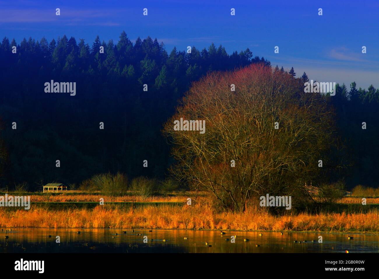 a exterior picture of an Pacific Northwest wetlands and Red willow ...