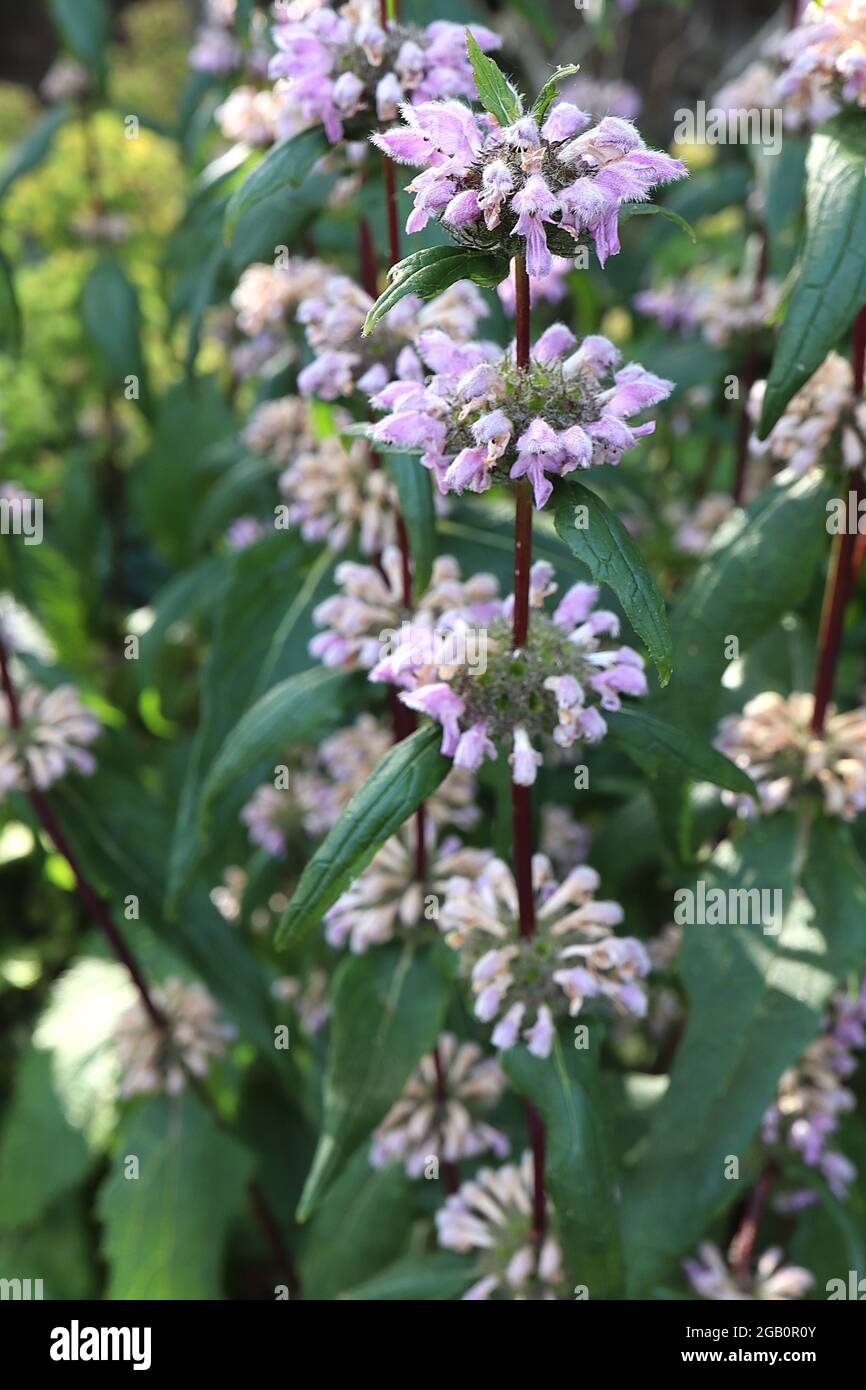 Phlomis tuberosa ‘Amazone’ sage-leaf mullein Amazone - whorls of hooded ...