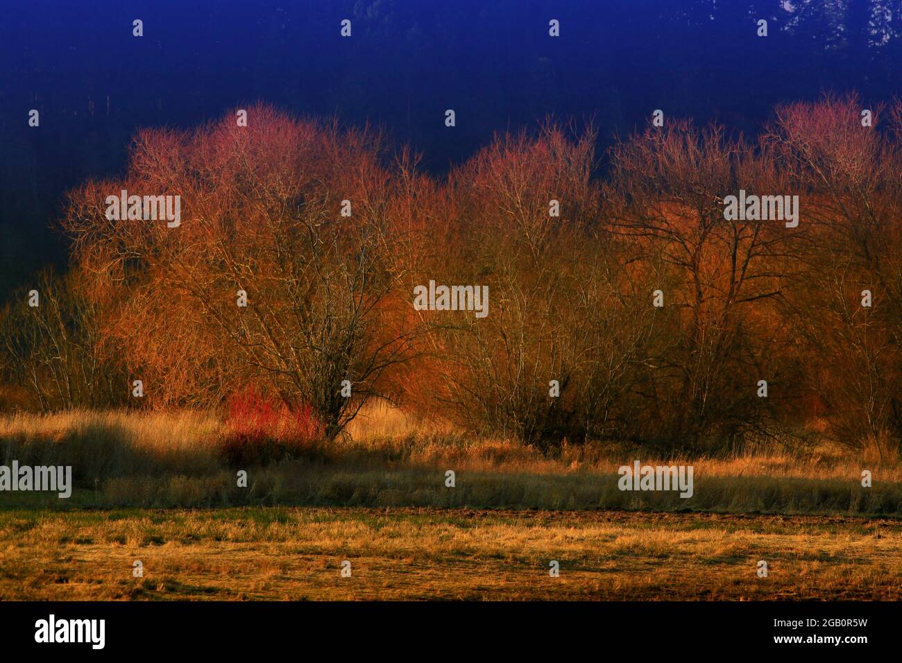 a exterior picture of an Pacific Northwest wetlands and Red willow ...