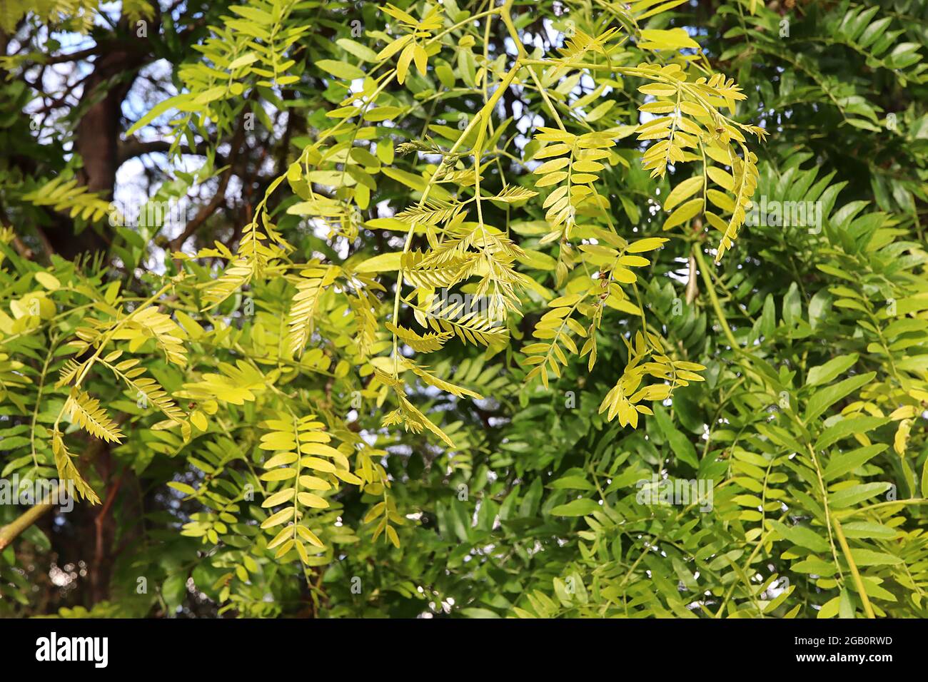Robinia pseudoacacia black locust – yellow and green leaflets in ...