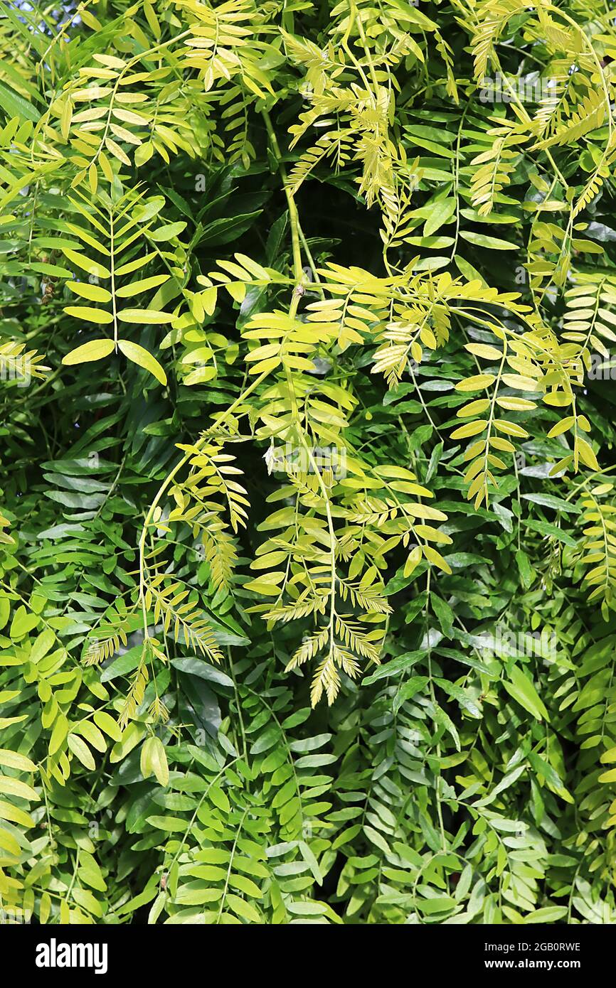 Robinia pseudoacacia black locust – yellow and green leaflets in ...