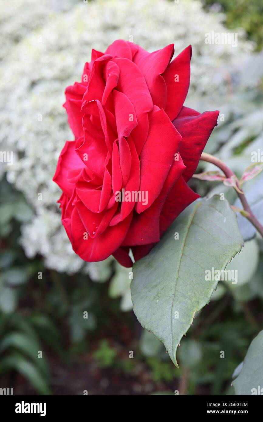 Rosa ‘Black Baccara’ (hybrid tea rose) rose Black Baccara – deep red ...
