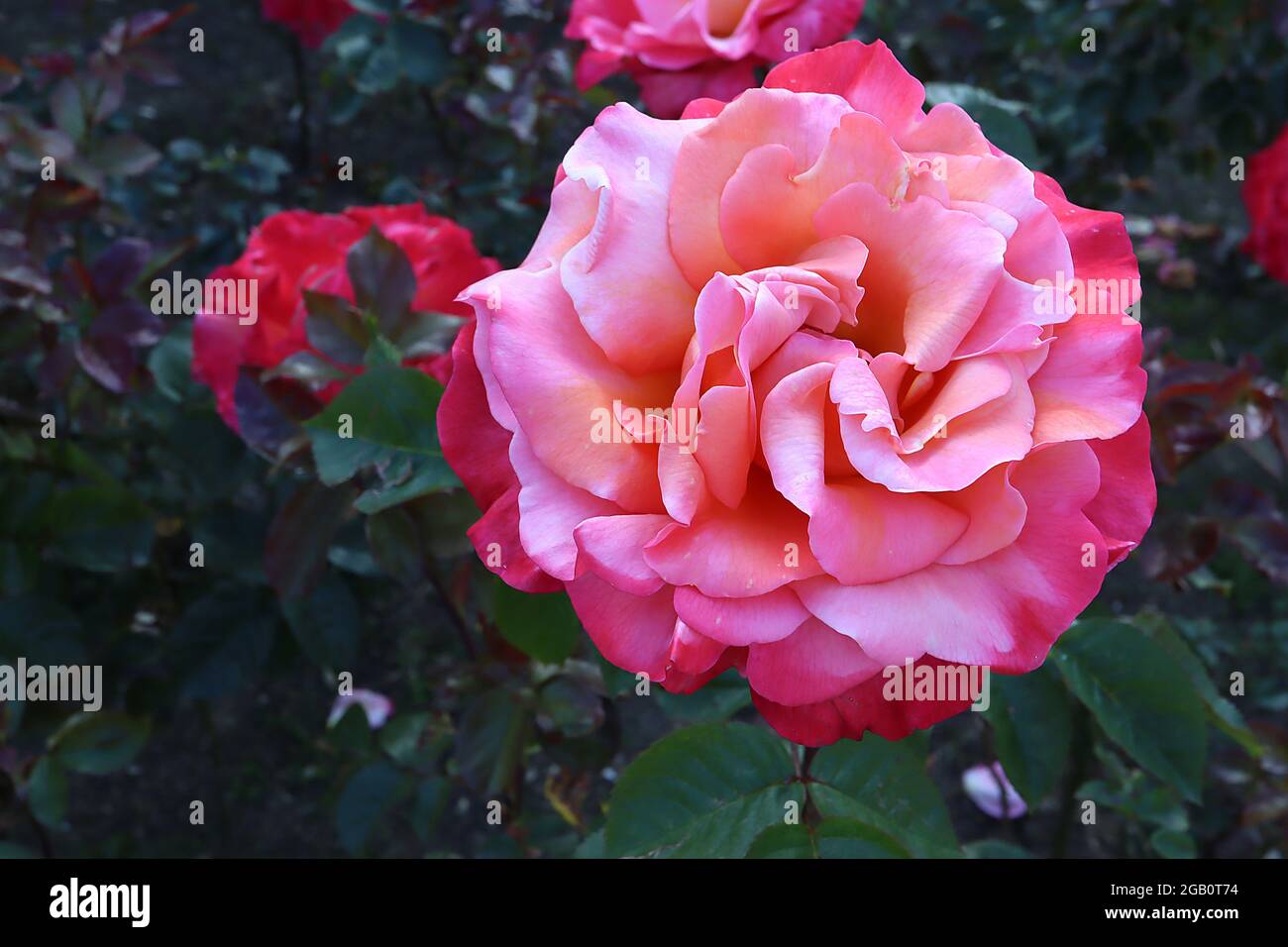 Rosa ‘Colorific’ (floribunda rose) rose Colorific – fully double peach ...