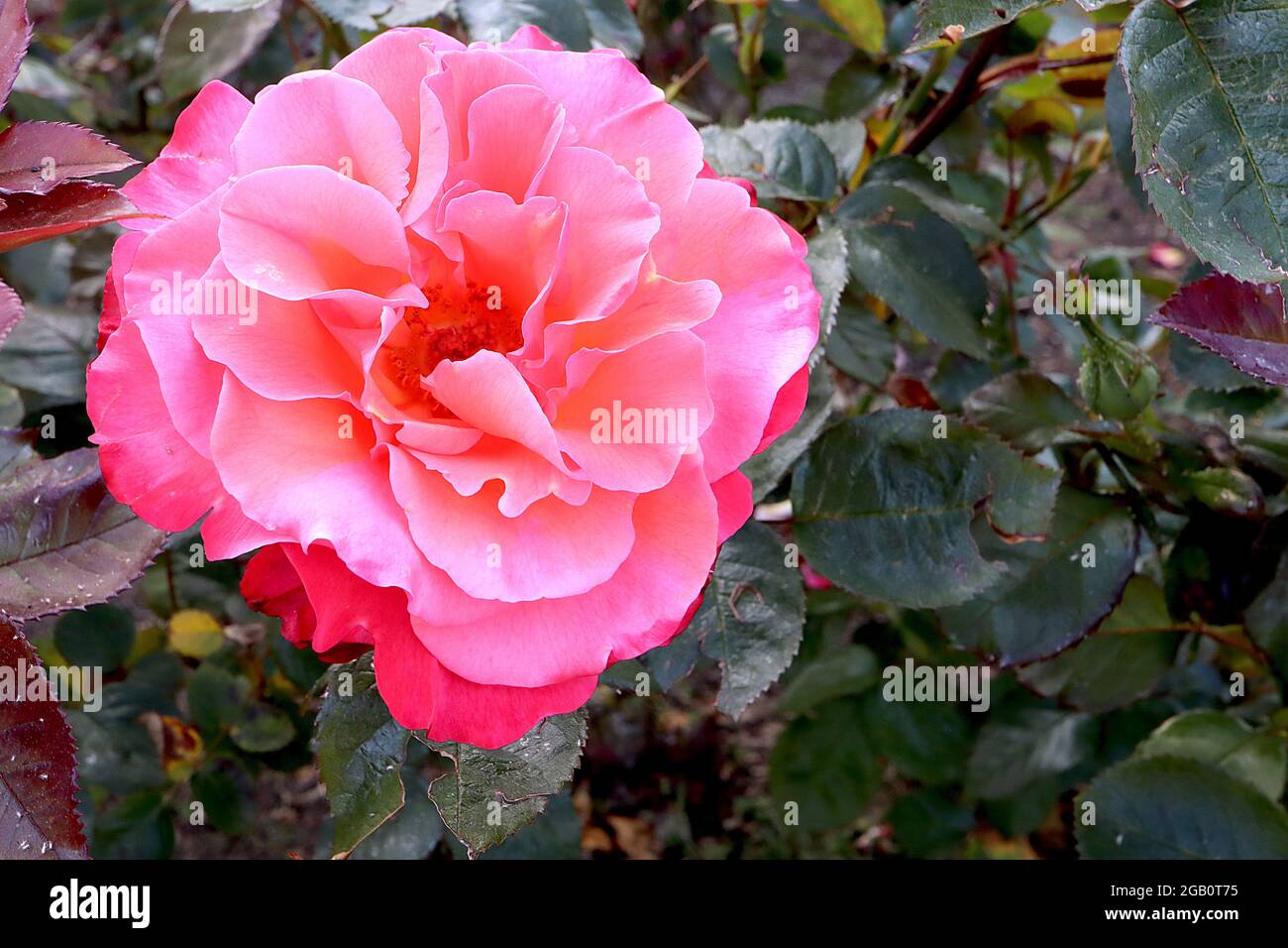 Rosa ‘Colorific’ (floribunda rose) rose Colorific – fully double peach ...