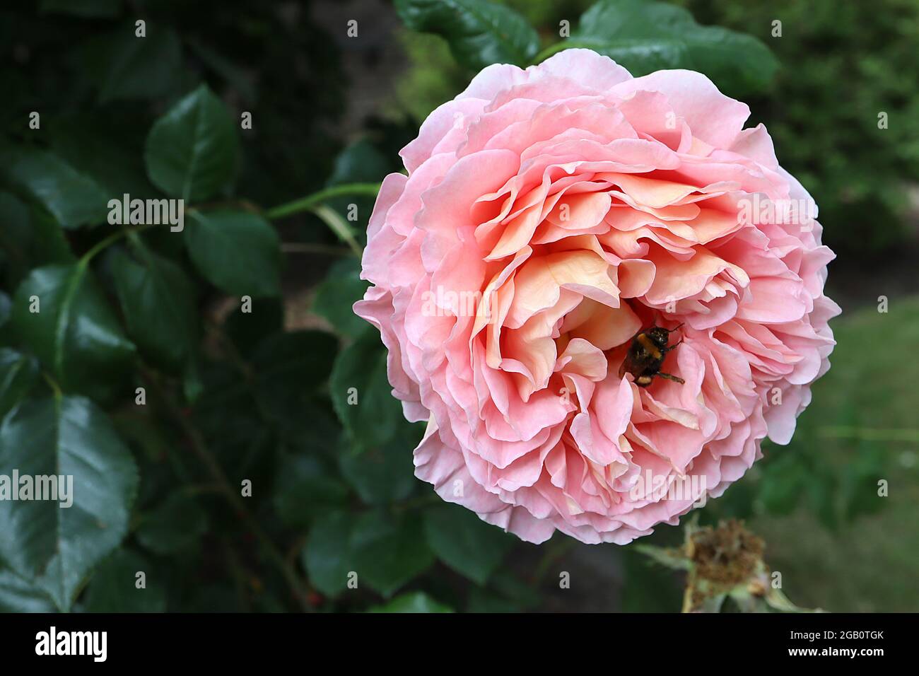 Rosa ‘eustacia vye’ hi-res stock photography and images - Alamy
