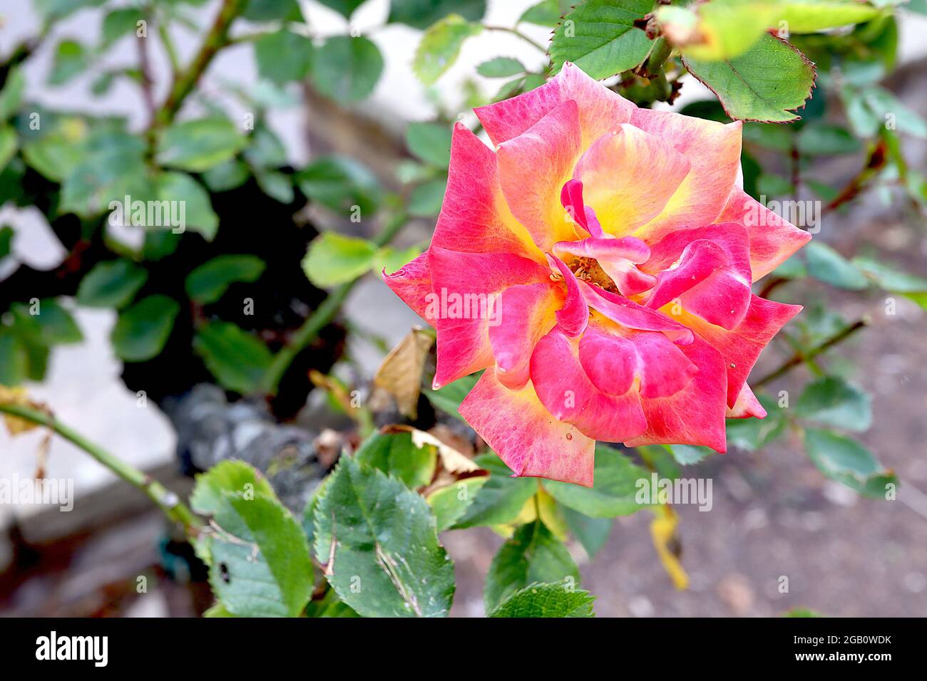 Rosa ‘Masquerade’ (climbing rose) rose Masquerade – semi-double deep ...