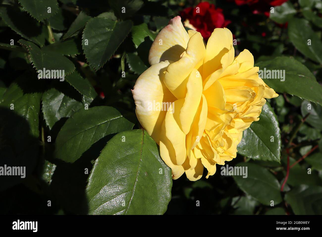 Rosa ‘Molineux Ausmol’ (shrub rose) rose Molineux Ausmol – double ...