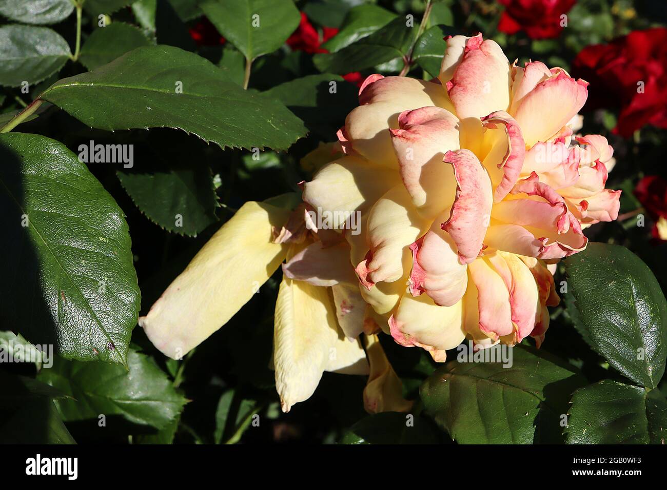 Yellow rose with pink edges hi-res stock photography and images - Alamy