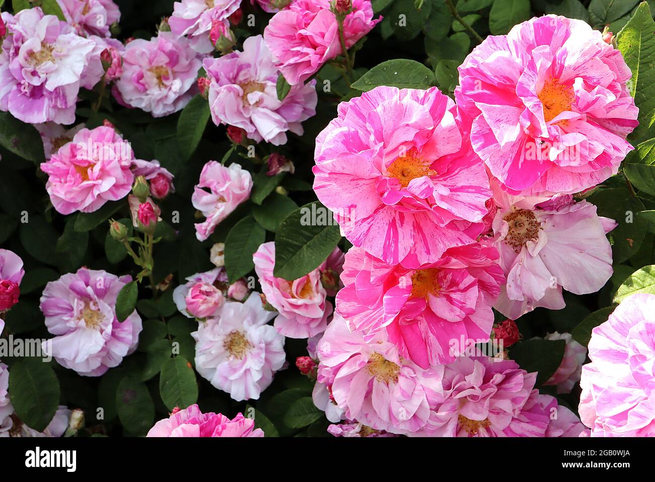 Rosa gallica hi-res stock photography and images - Alamy