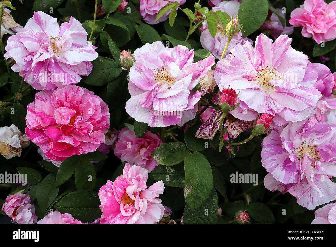 Rosa ‘Mundi’ (shrub rose) Rosa gallica ‘Versicolor’ French rose – semi ...