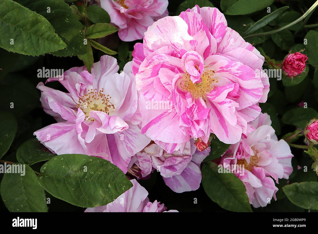 Rosa ‘Mundi’ (shrub rose) Rosa gallica ‘Versicolor’ French rose – semi ...