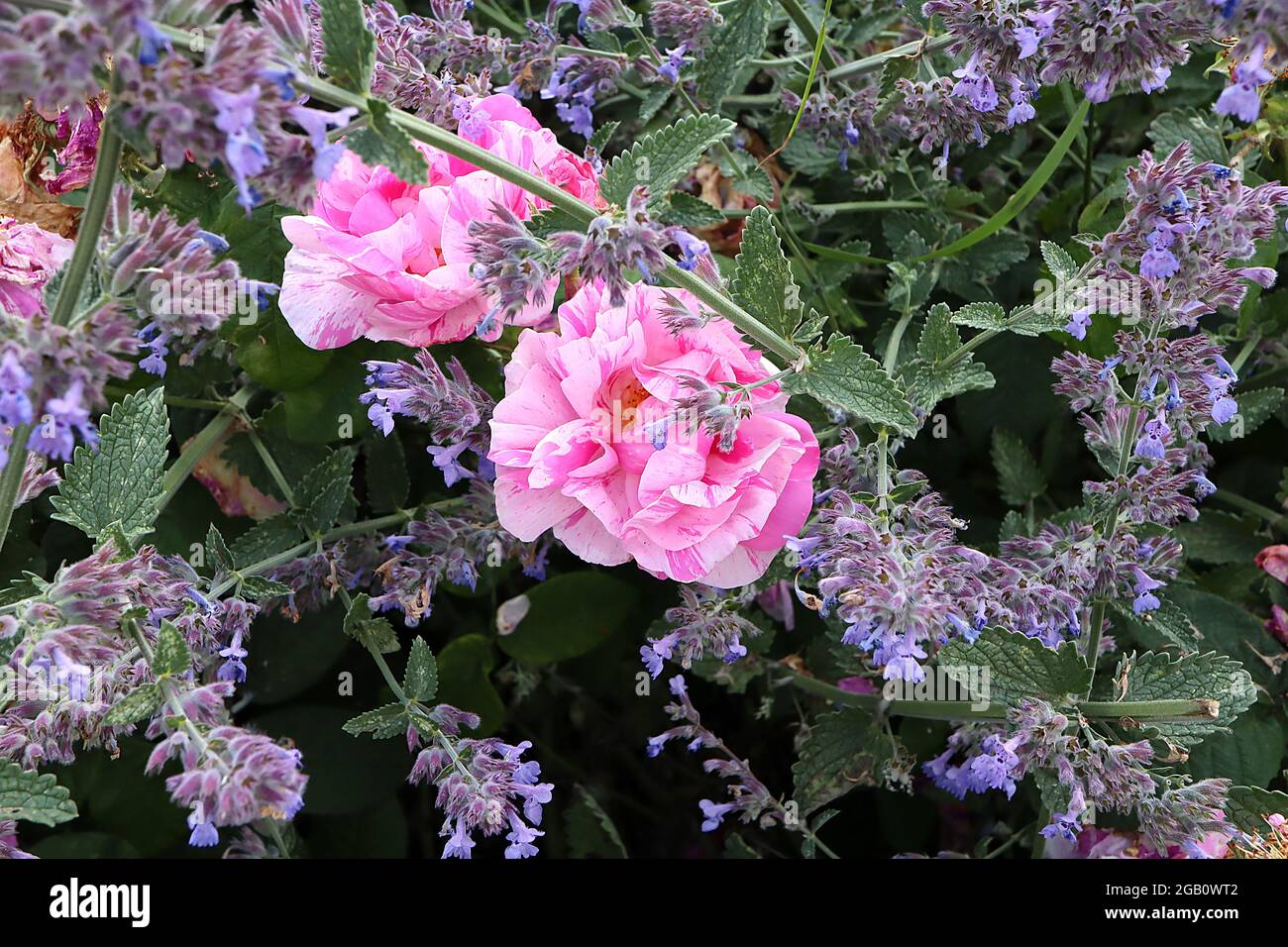 Rosa ‘Mundi’ (shrub rose) Rosa gallica ‘Versicolor’ French rose – semi ...