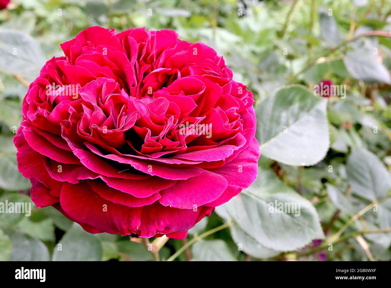 Munstead wood hi-res stock photography and images - Alamy