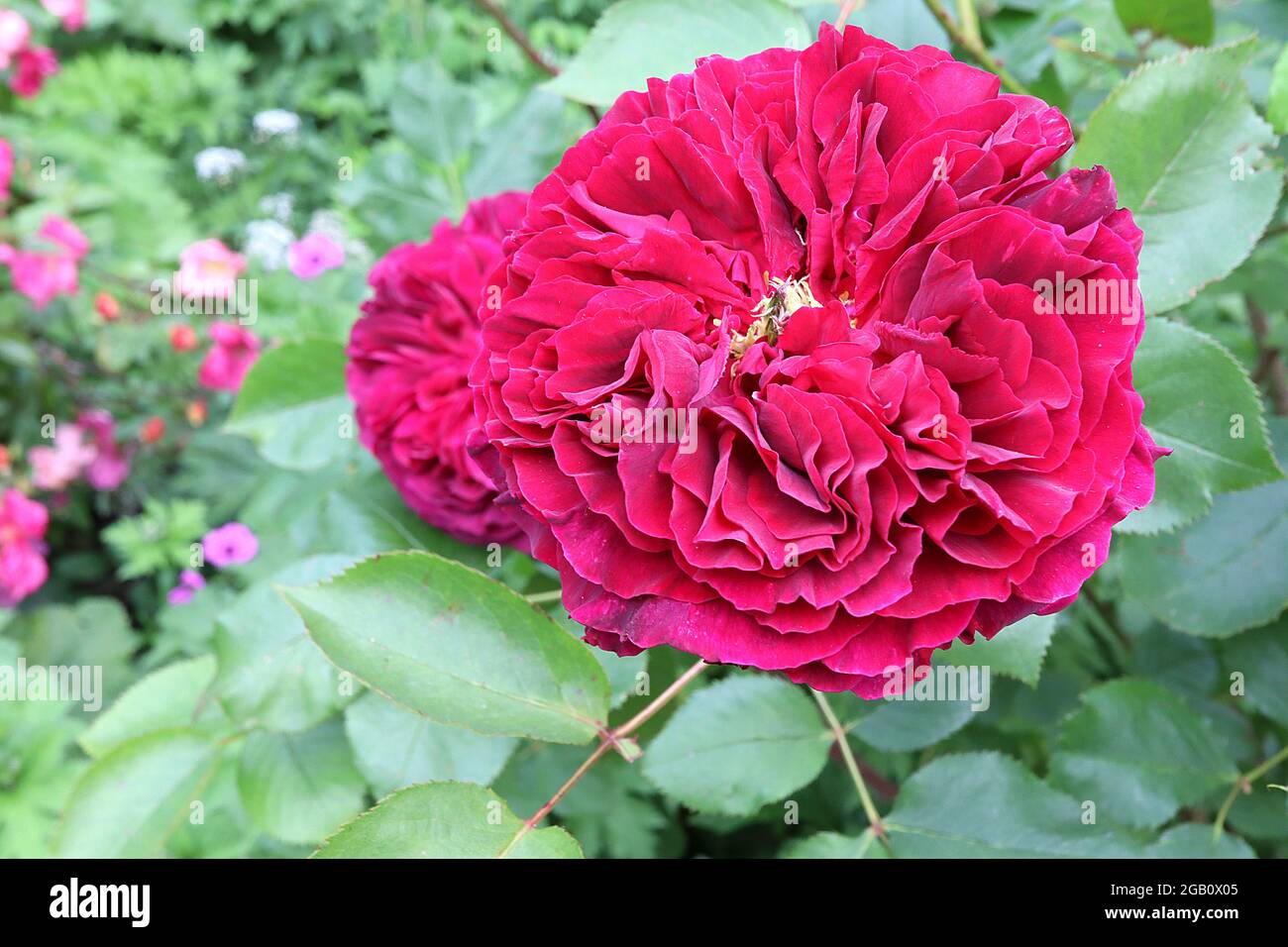 Munstead wood hi-res stock photography and images - Alamy