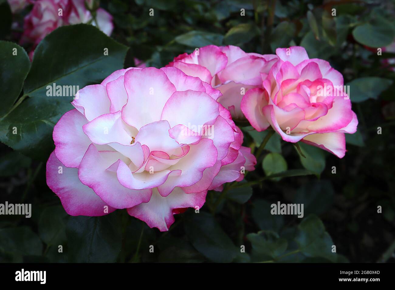Rosa ‘Nicole’ (floribunda rose) rose Nicole – double white flowers with ...