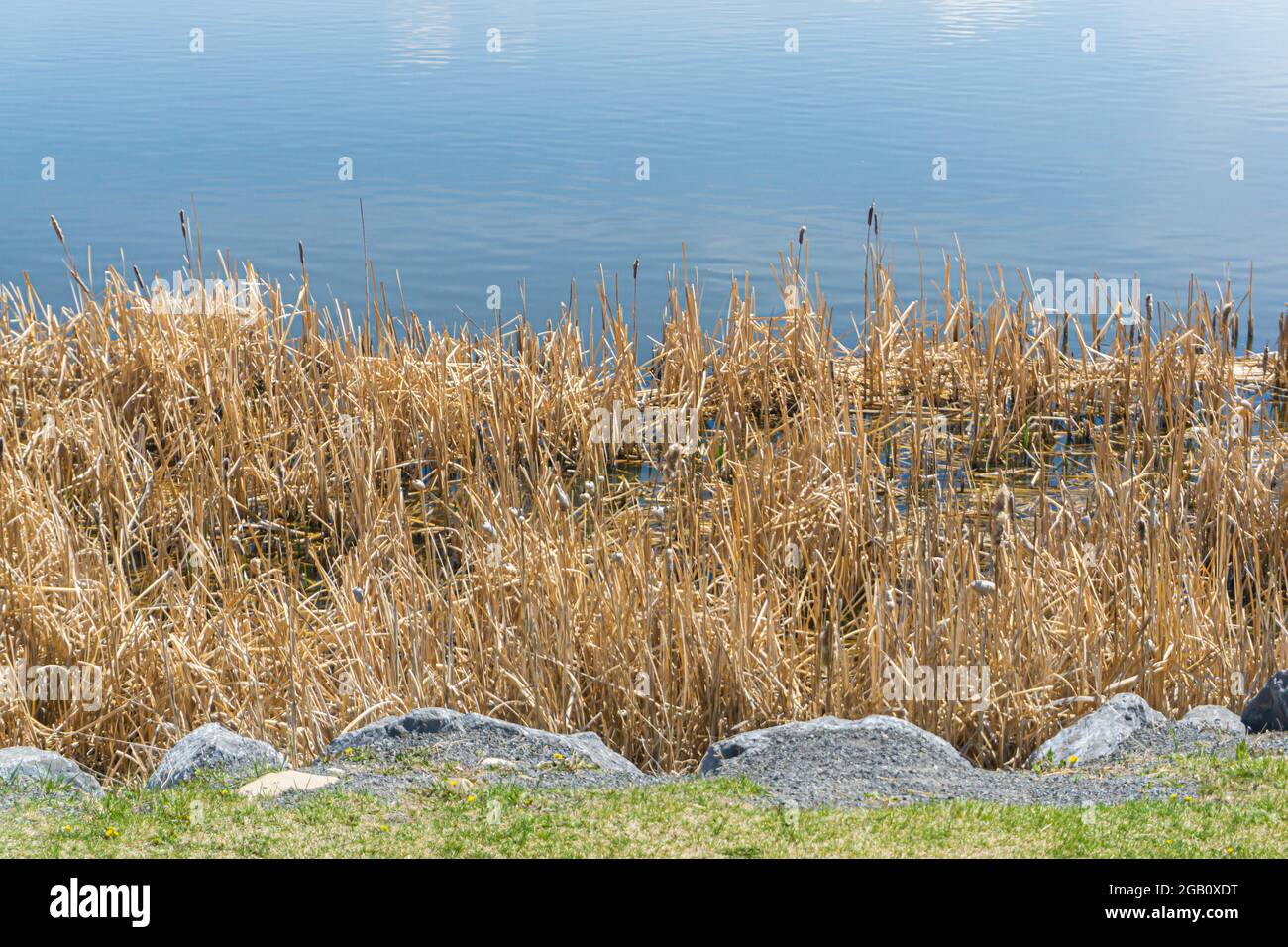 Weeds beside a lake in a city Stock Photo - Alamy