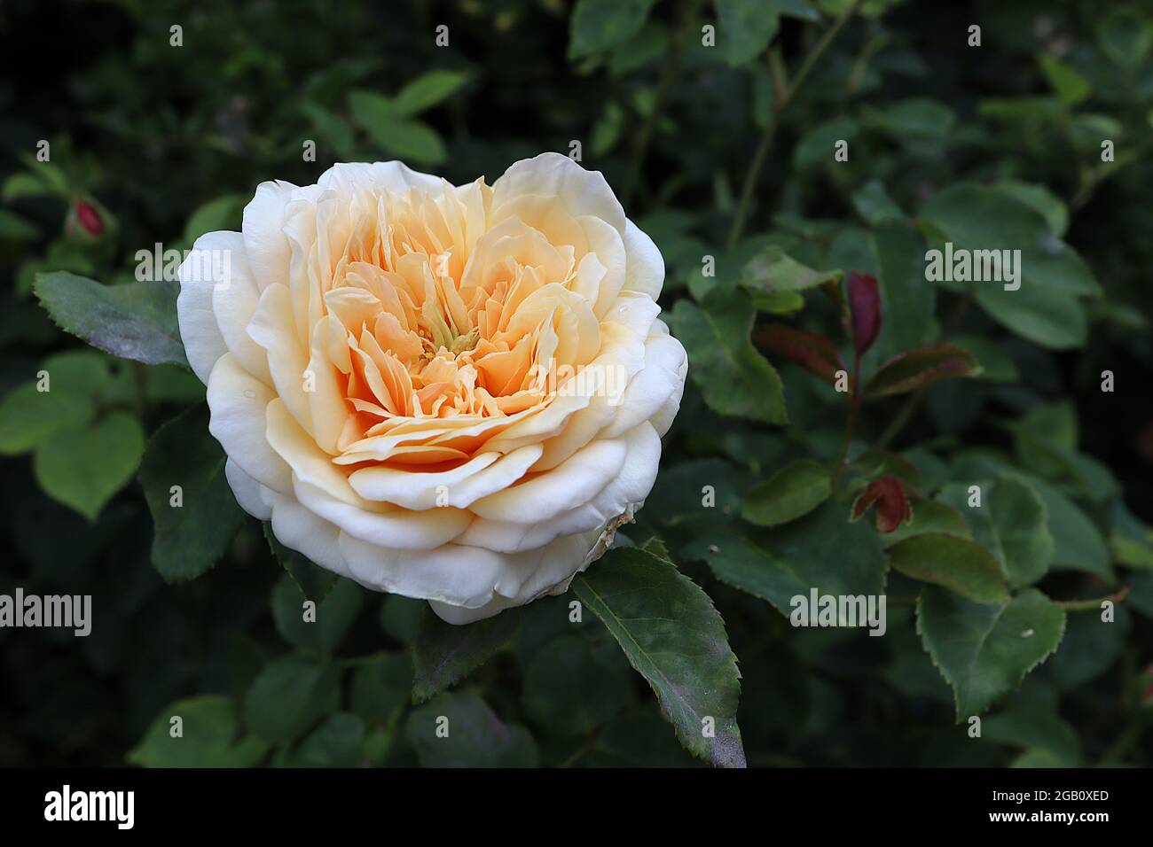 Rosa ‘Port Sunlight’ (English rose) rose Port Sunlight – white outer ...