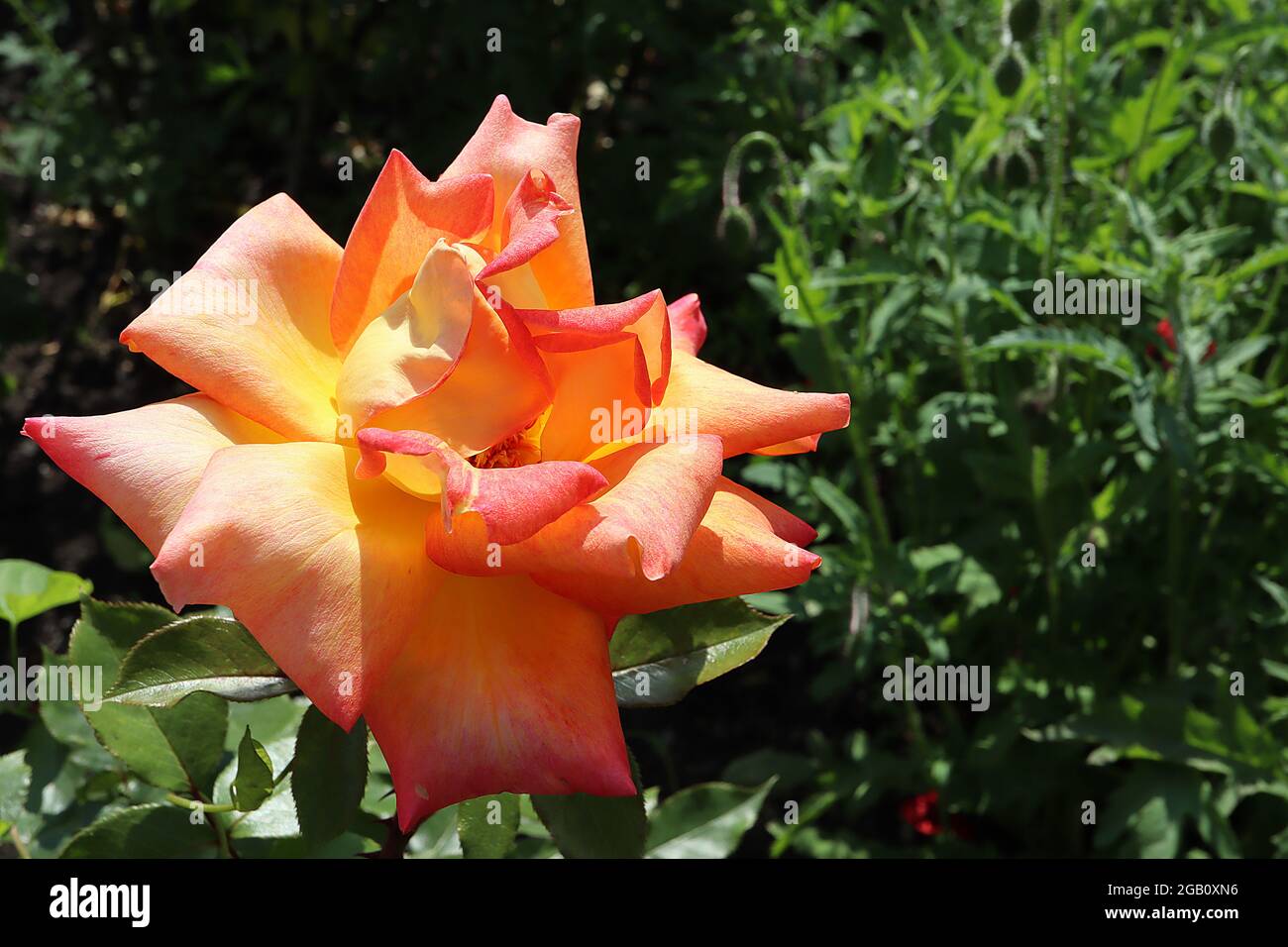 Orange Deep Red Roses