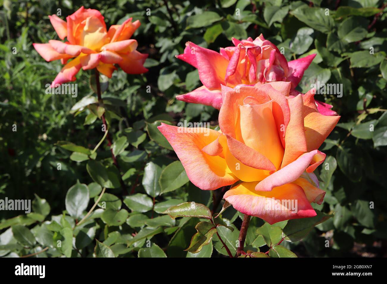 Rosa ‘Remember Me’ (bush rose) rose Remember Me – double deep pink ...