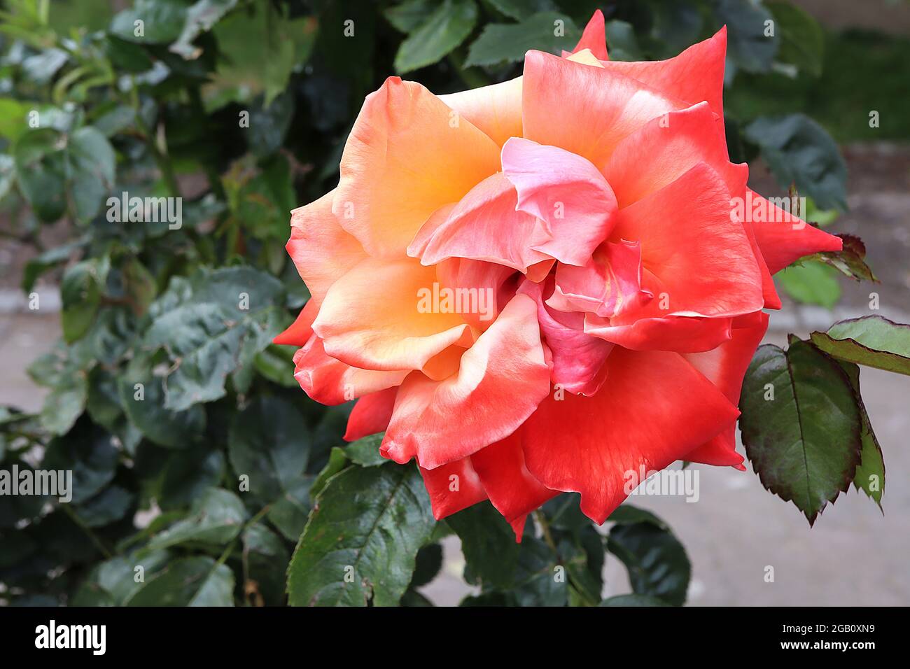 Rosa ‘Remember Me’ (bush rose) rose Remember Me – double deep pink ...