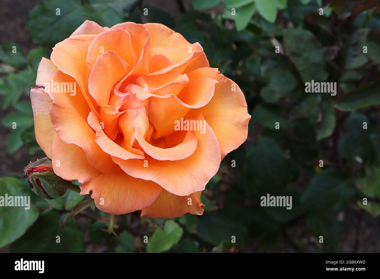 Rosa ‘Royal Sunset’ (climbing rose) rose Royal Sunset – double orange flowers, June, England, UK ...