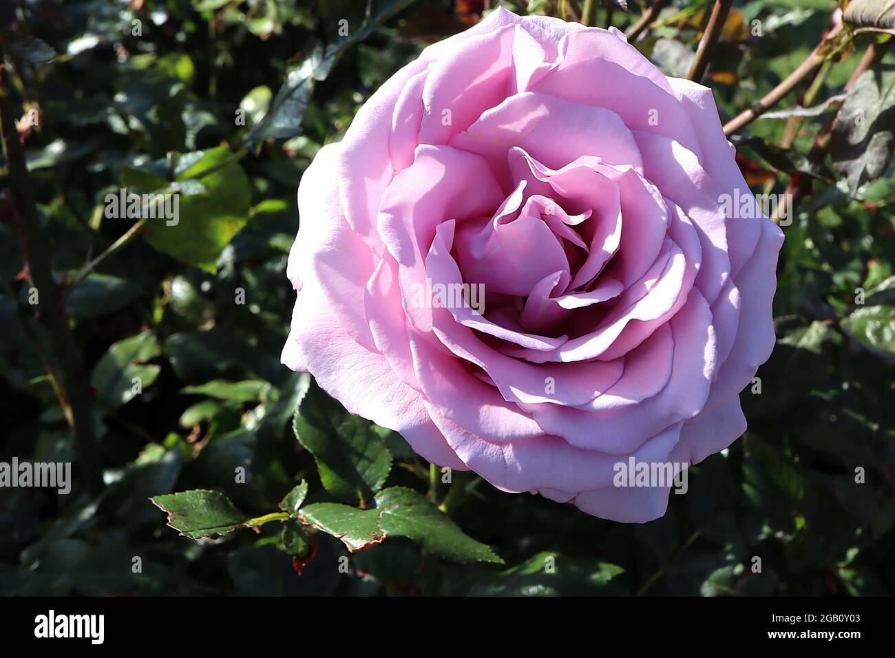 Rosa ‘Silver Shadow’ (hybrid tea rose) rose Silver Shadow – double pale ...