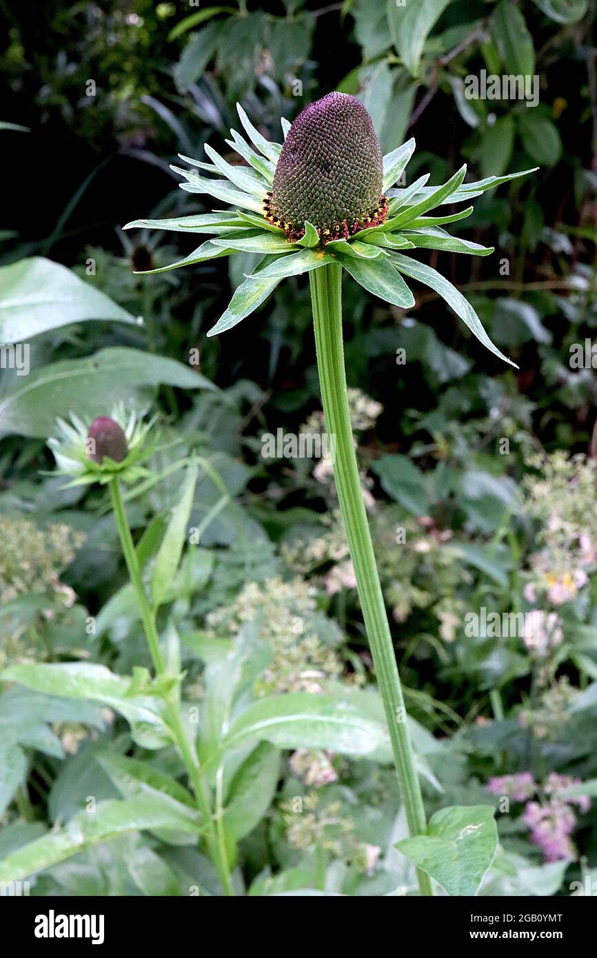 Rudbeckia occidentalis ‘Green Wizard’ western coneflower Green Wizard ...