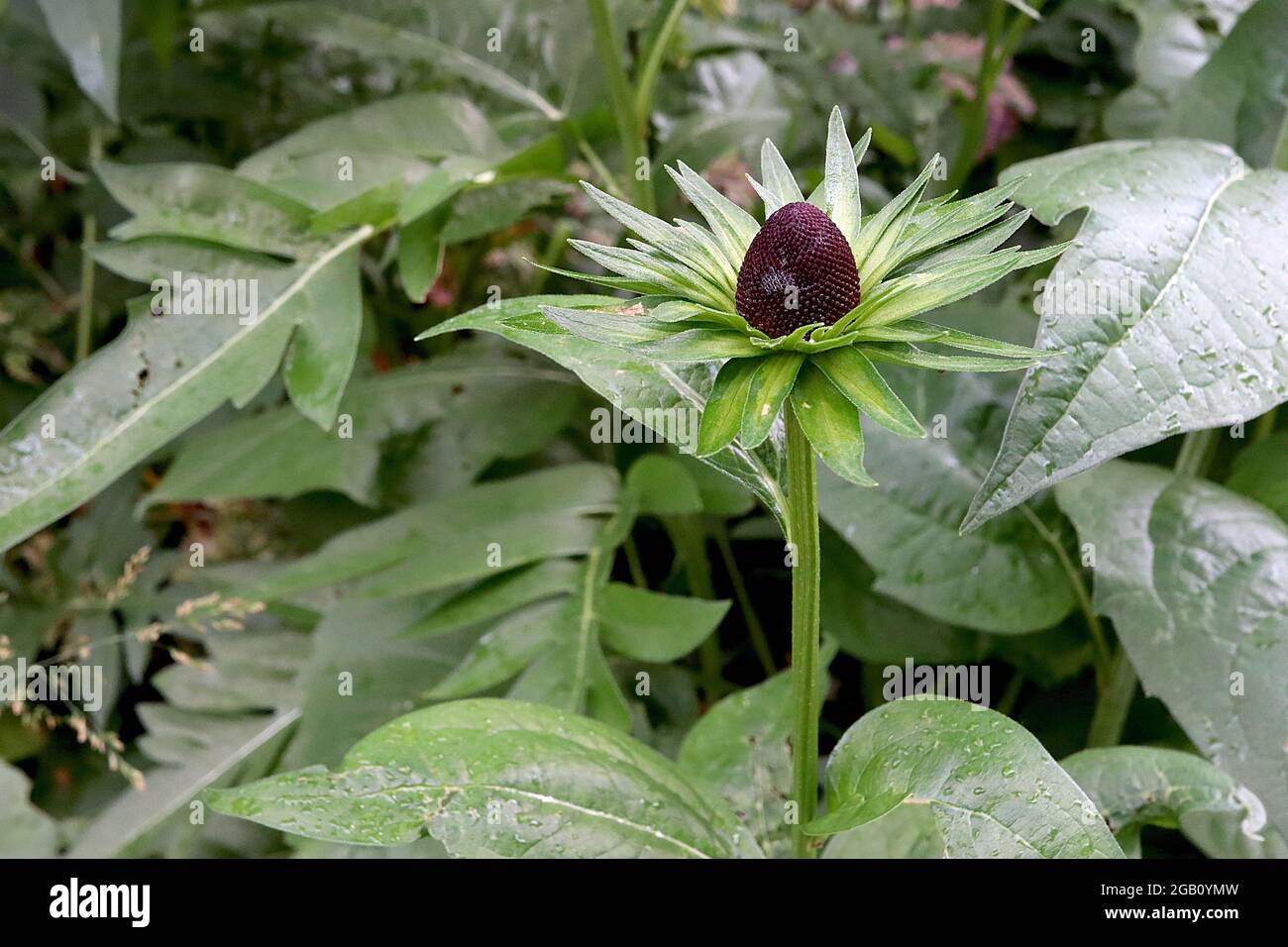 Rudbeckia occidentalis ‘Green Wizard’ western coneflower Green Wizard ...