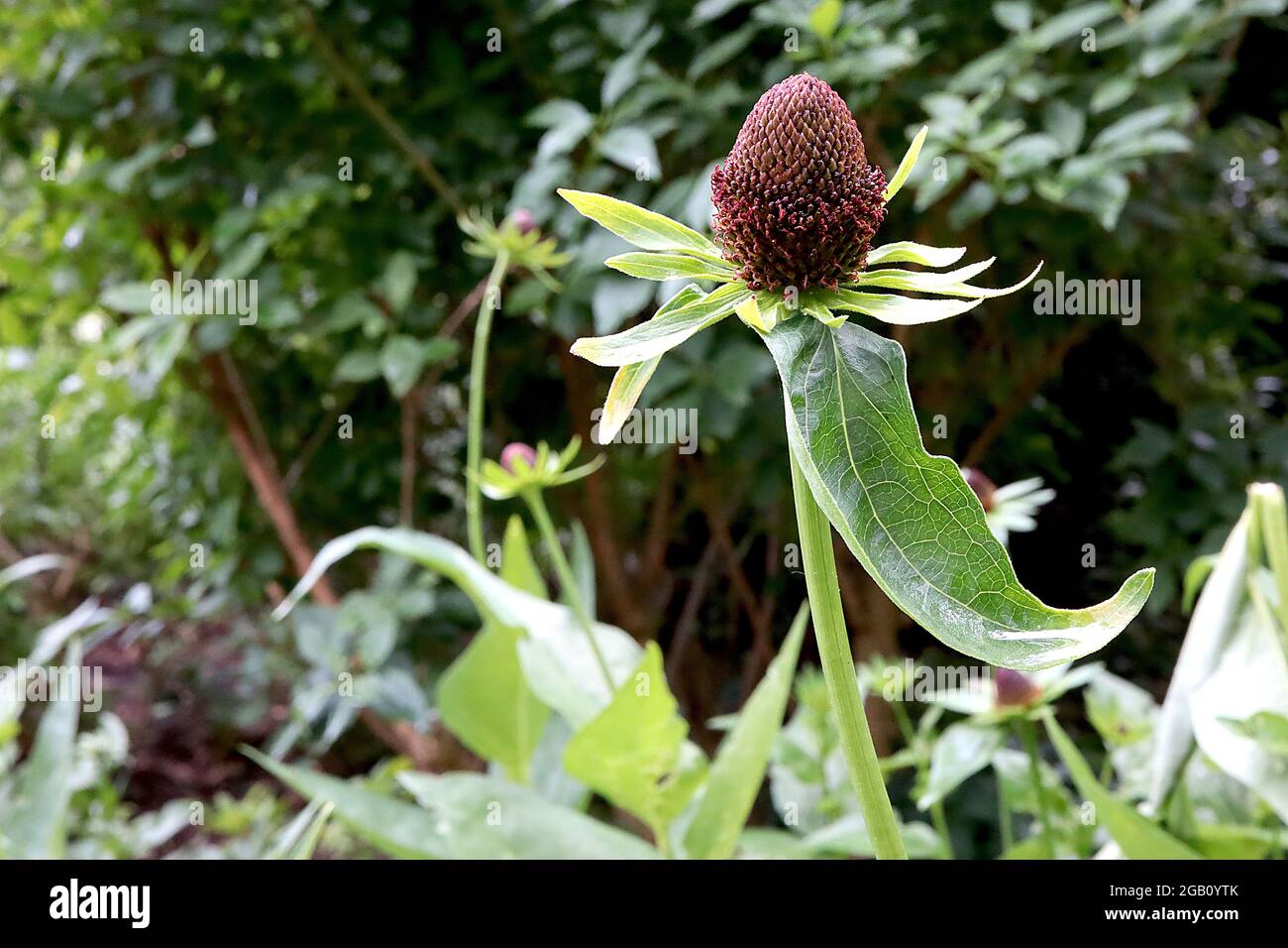 Apetalous flowers hi-res stock photography and images - Alamy
