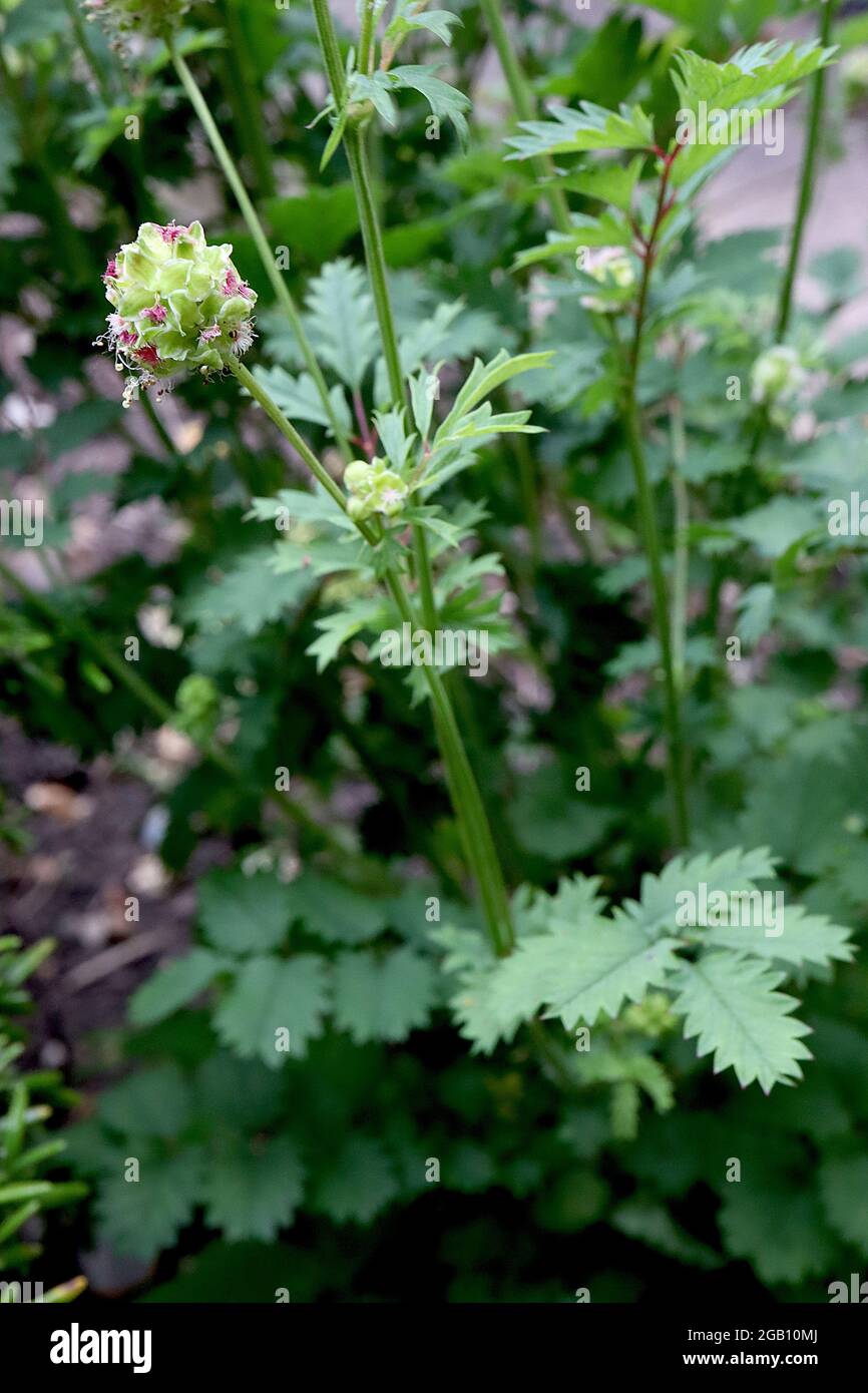 Sanguisorba officinalis great burnet – deep pink flowering buds and ...