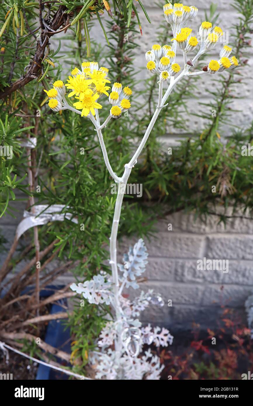 Tanacetum argenteum hi-res stock photography and images - Alamy