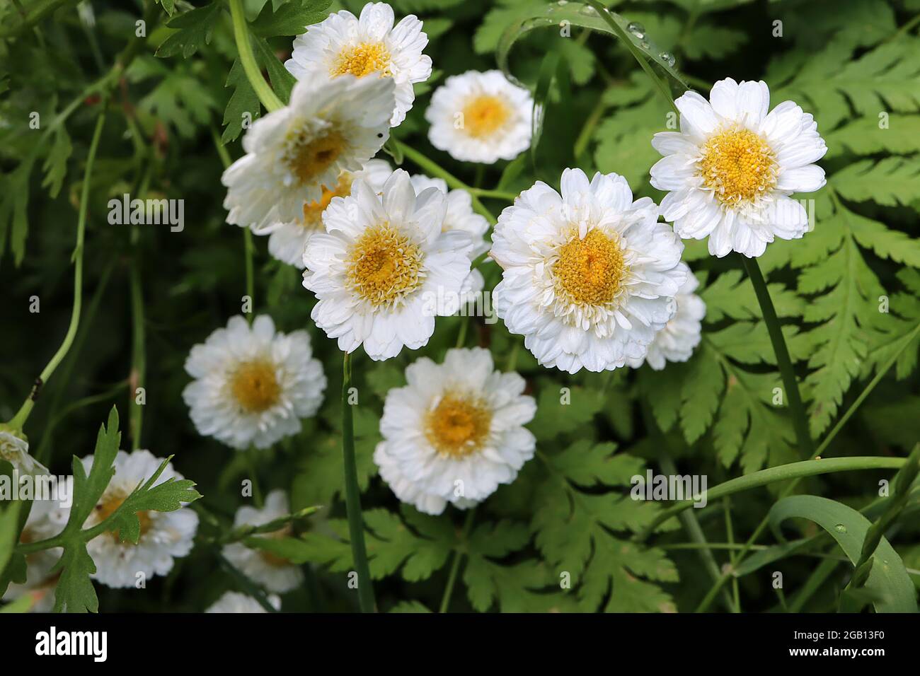 Tanacetum parthenium ‘Double White’ Feverfew White Bonnet – small ...