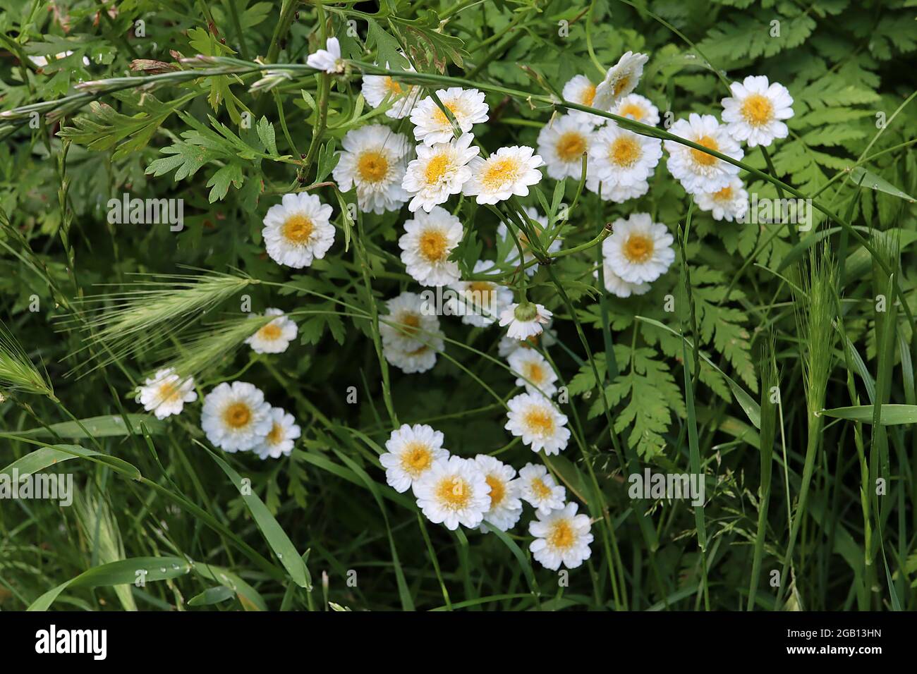 Tanacetum parthenium ‘Double White’ Feverfew White Bonnet – small ...