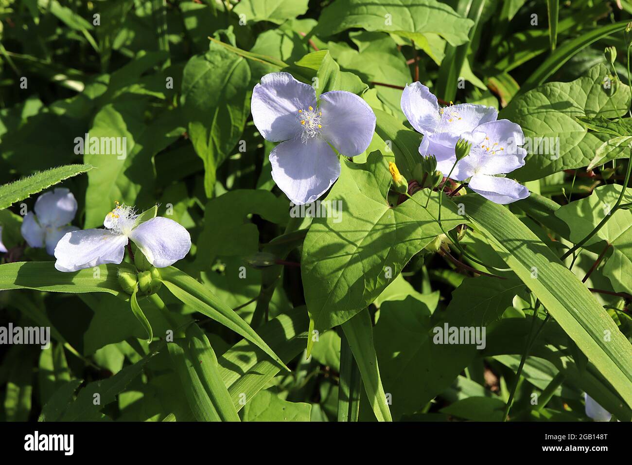 Cone Like Flower High Resolution Stock Photography and Images - Alamy