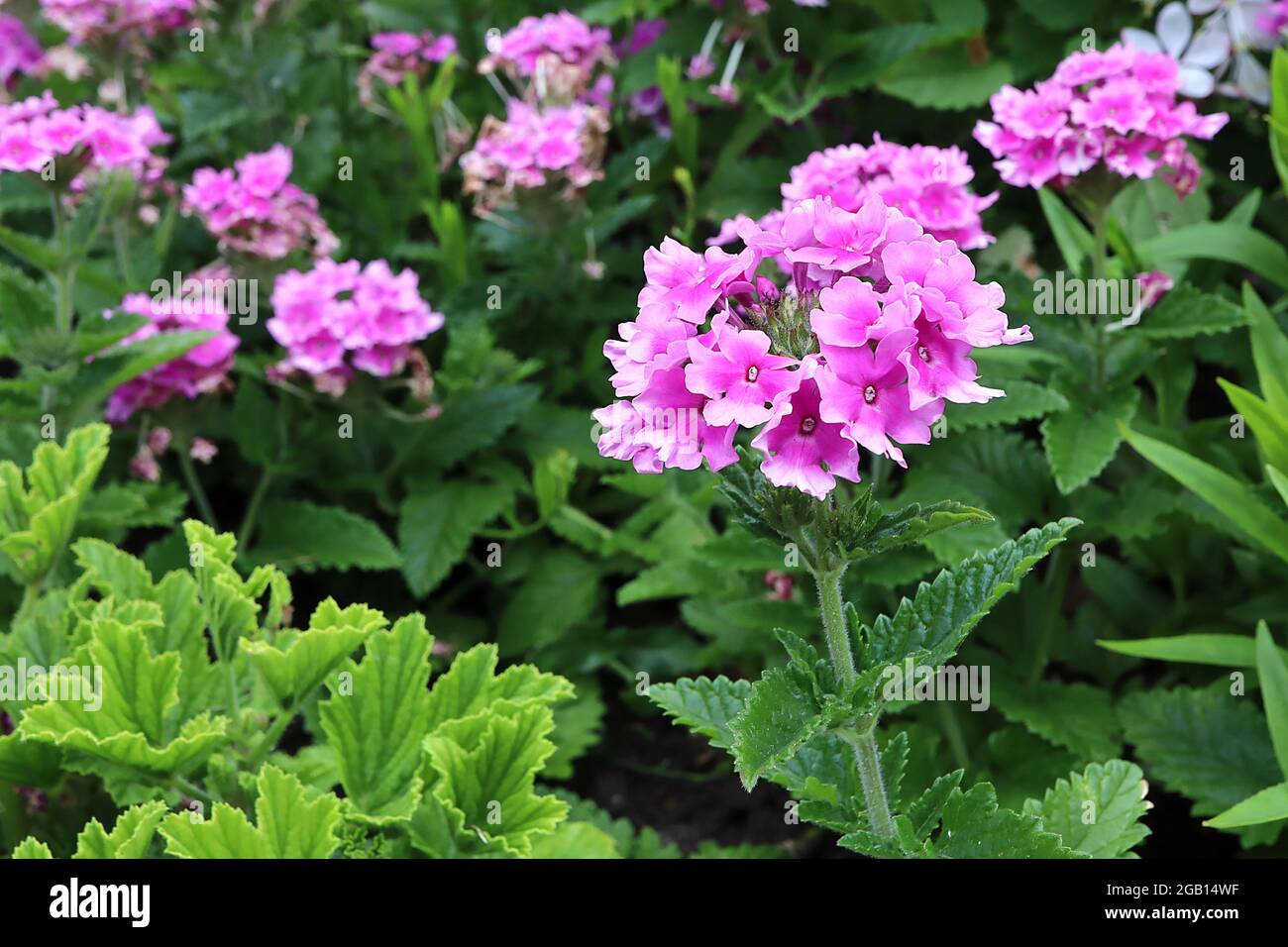 Verbena peruviana ‘EnduraScape Pink Bicolor’ Peruvian mock vervain Pink ...