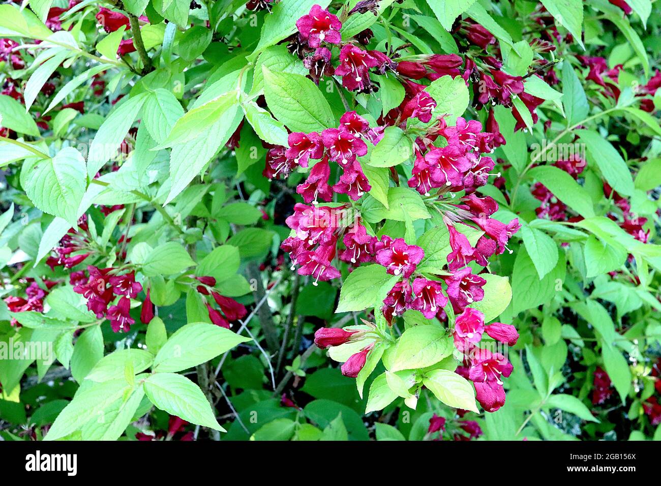 Weigela florida ‘Snippet Dark Pink’ stalked clusters of medium pink ...