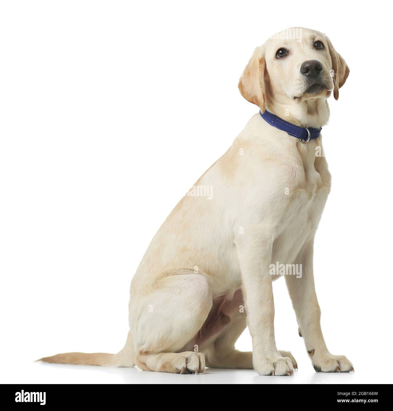 Beautiful Labrador retriever isolated on white background Stock Photo ...