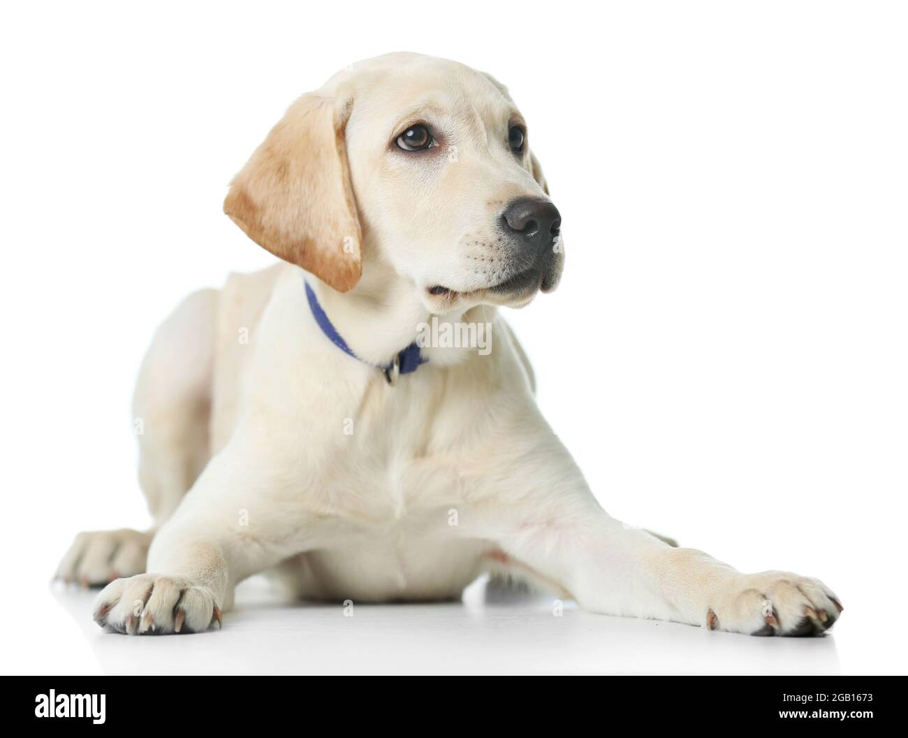 Beautiful Labrador retriever isolated on white background Stock Photo ...