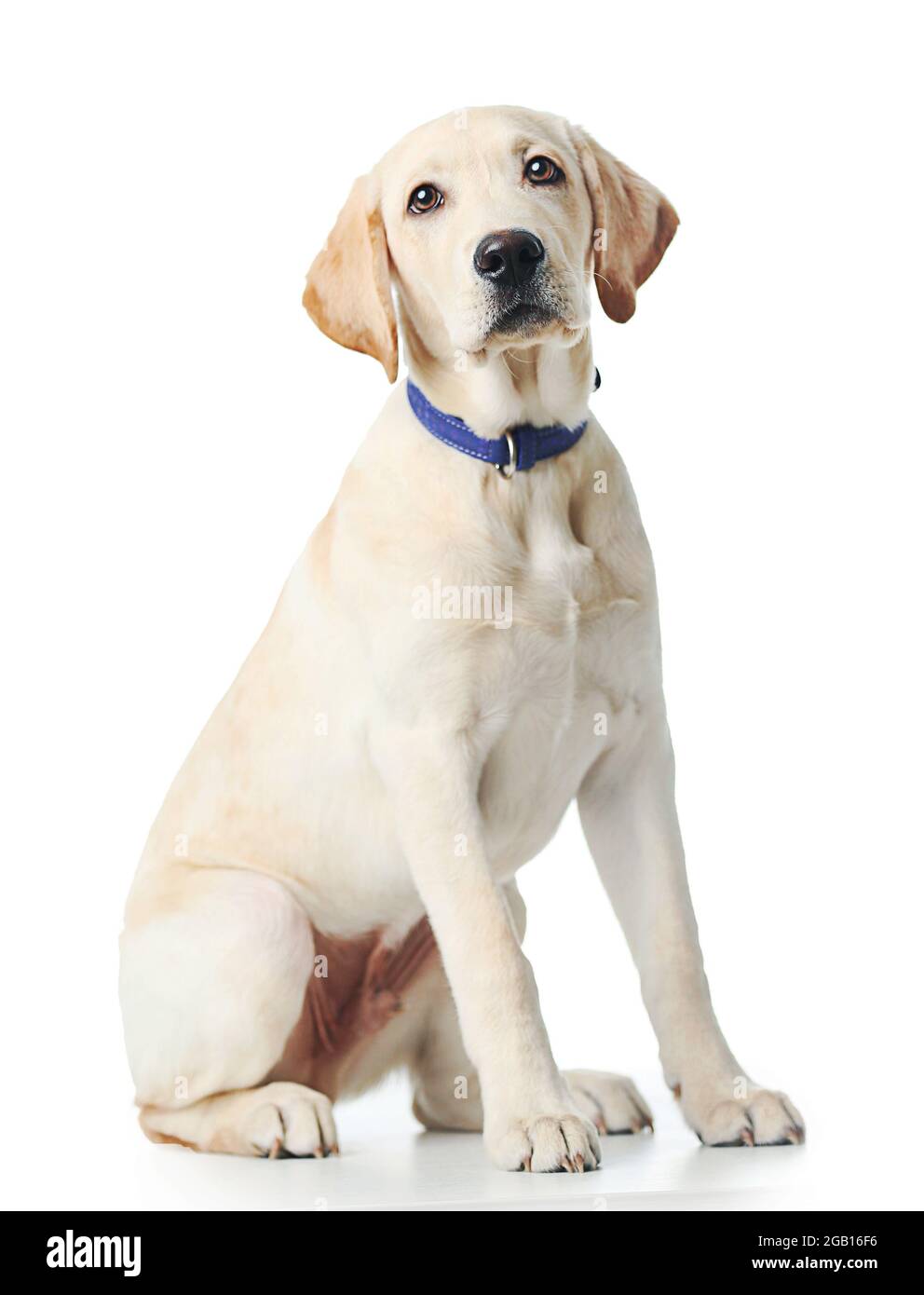 Beautiful Labrador retriever isolated on white background Stock Photo ...